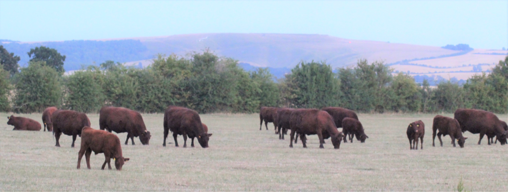 The Country Estate – Berners-Allsopp